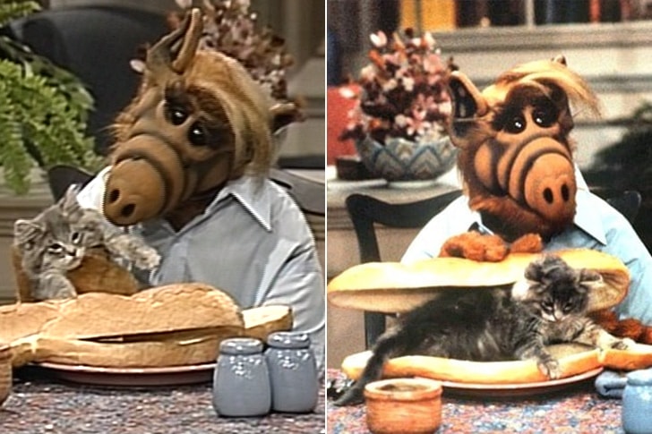 The Life Stories Of The 30 Most Beloved Animals On TV Shows - Page 5 of ...